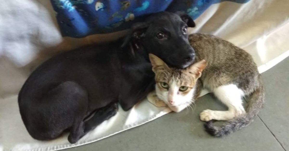 Top 10 Animal Welfare NGOs in India - Unessa Foundation